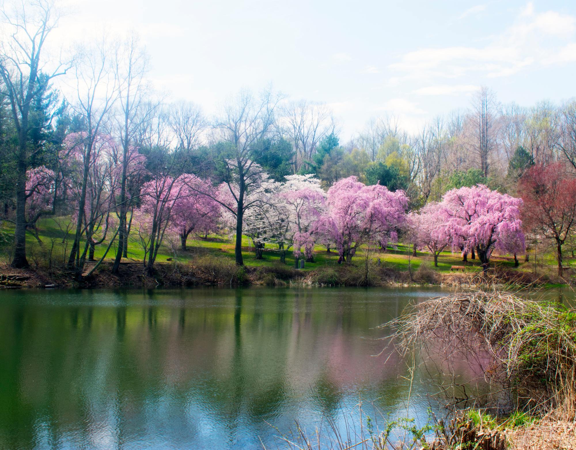 Discover the Magic of Spring: Unveiling Central Jersey's Unmissable Events